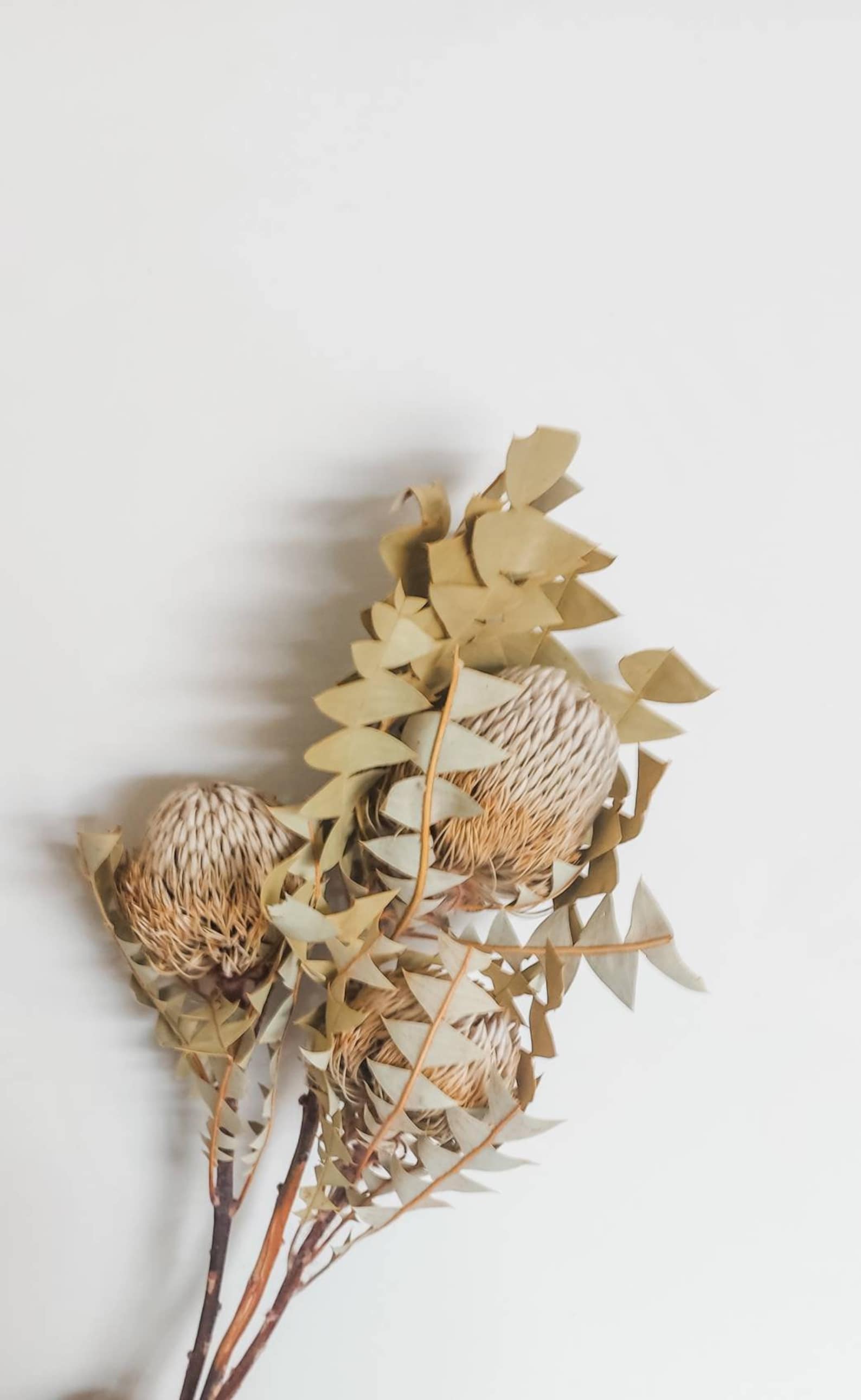 Natural Dried Banksia Baxteri Flowers Coloured Australian Native Flora ...