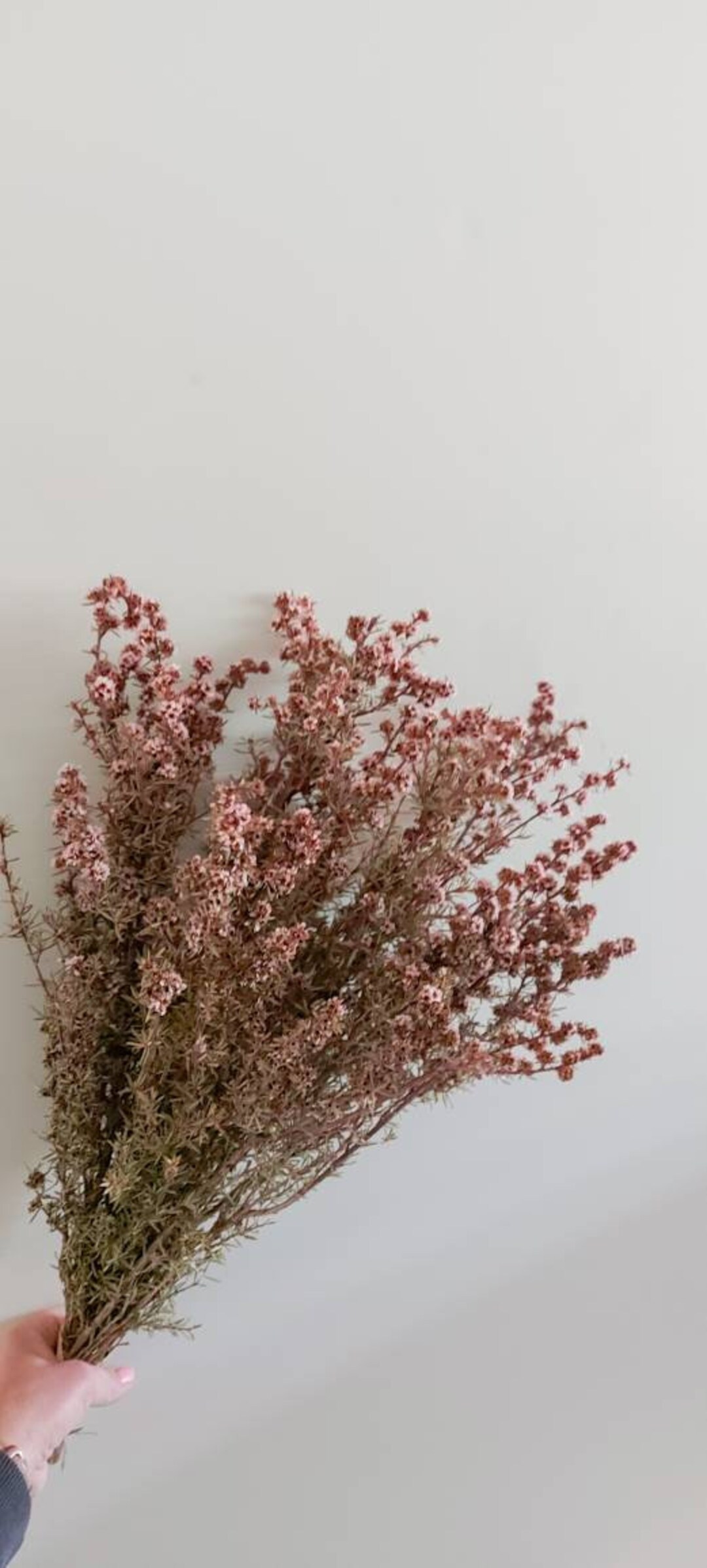 Light Pink Australian Dried Ti Tree Preserved Tea Tree Flowers ...