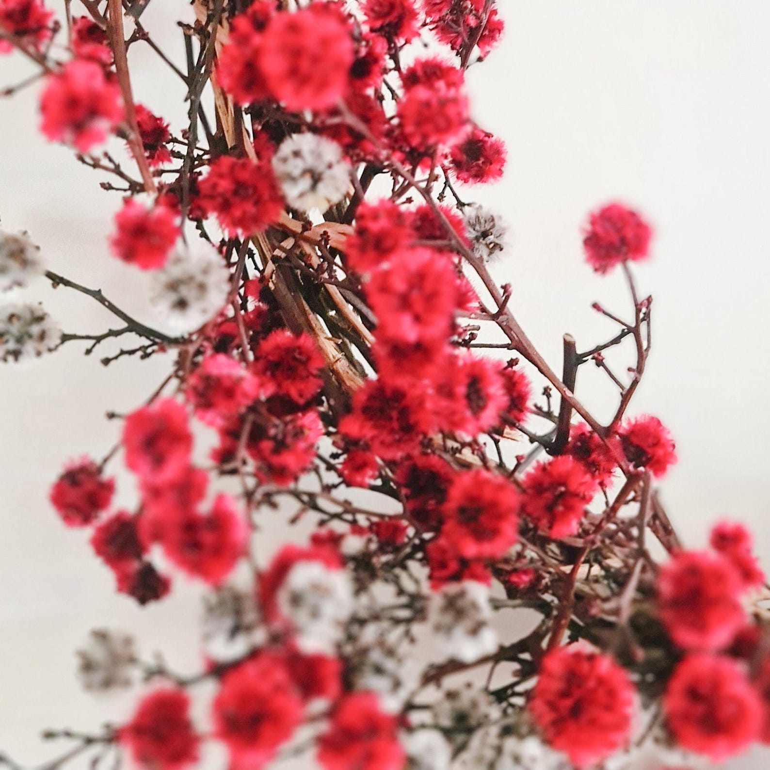 Red Berry Wreath Australian Native Dried Flower Décor Festive Holiday ...