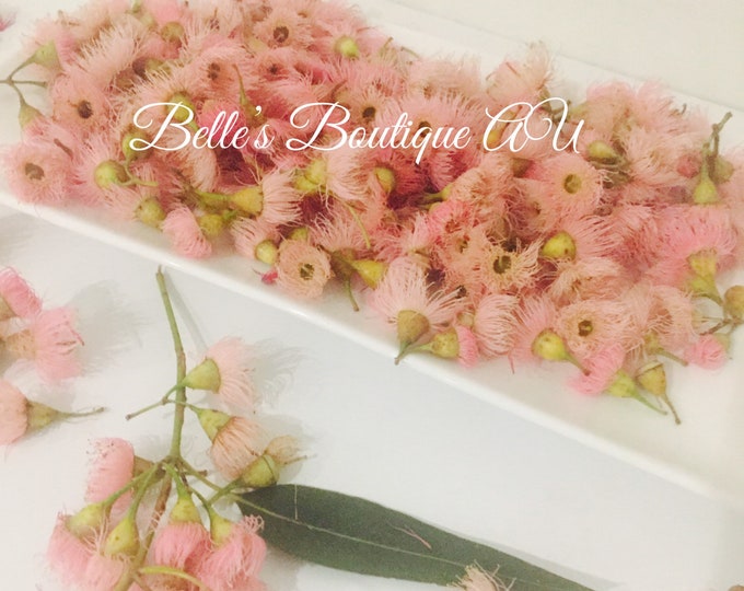 Dried or Fresh Light Pink Gum Blossom Flowering Gums Eucalyptus Flowers ...