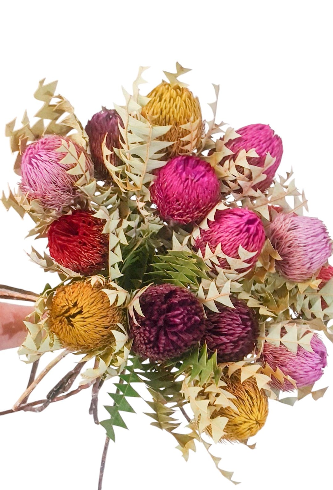 Natural Dried Banksia Baxteri Flowers Coloured Australian Native Flora ...