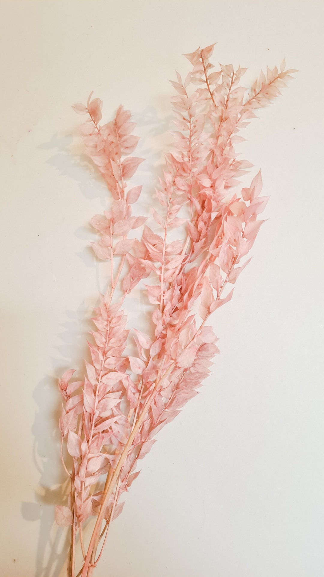 Light Pink Preserved Italian Ruscus Dried Flowers Ferns Foliage Natural ...