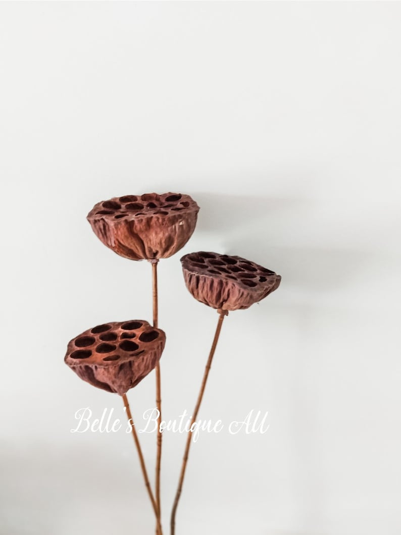 Large Natural Dried Lotus Pod Stems Dry Lotus Pod Seeds Brown | Etsy ...