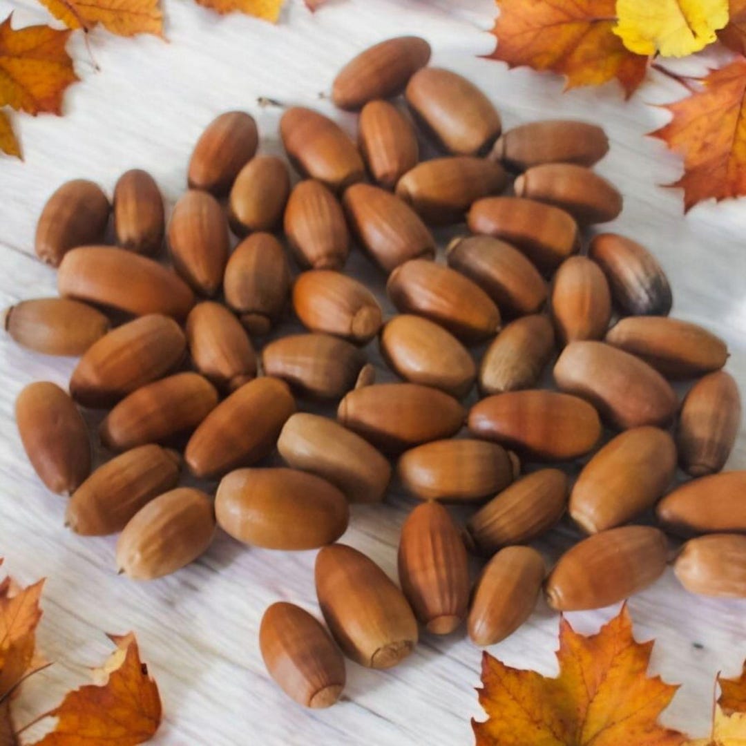 50 Dried Acorns With Caps: Natural Rustic Decor Supplies - Etsy