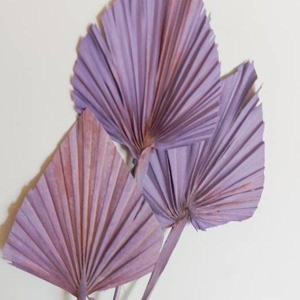 Dried Palm Leaves - Etsy