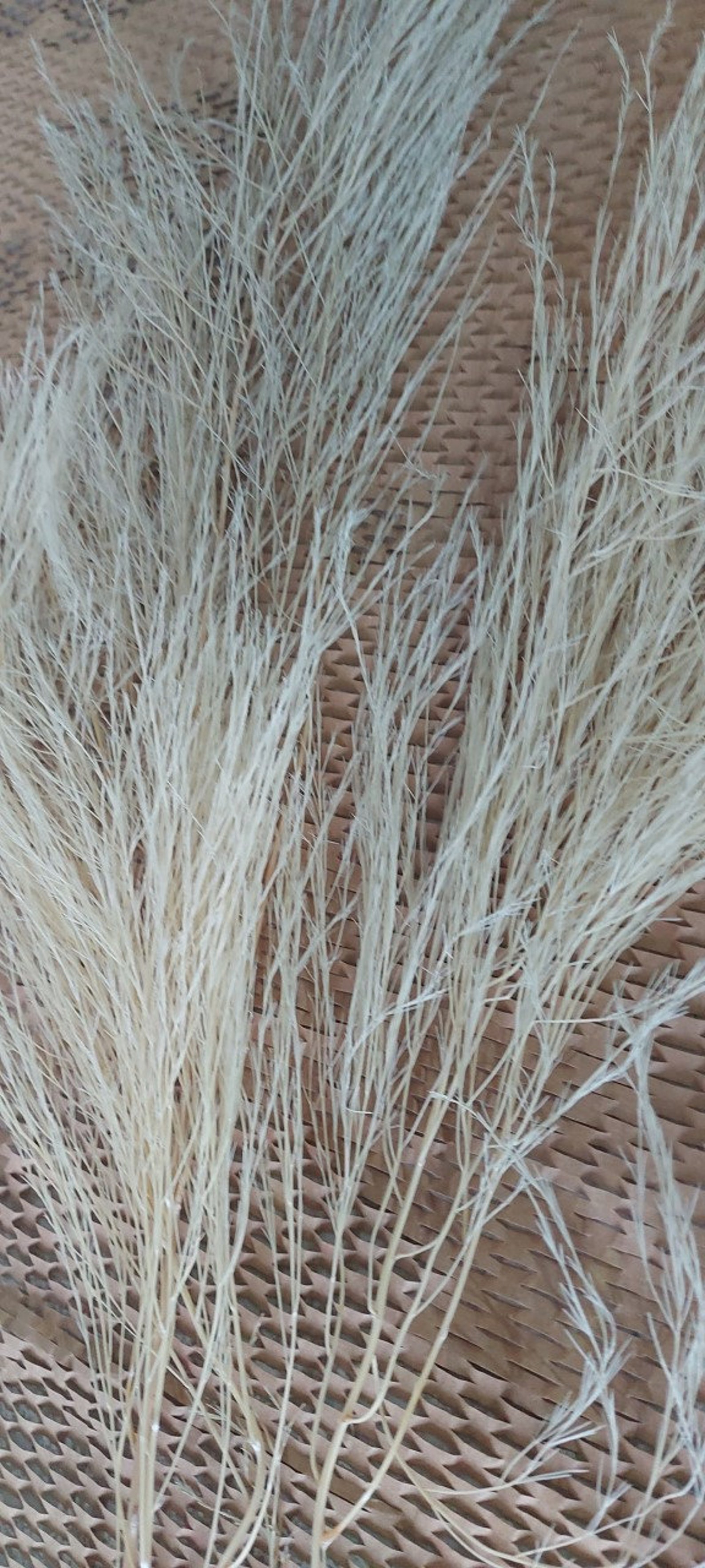 Natural White Cream Preserved Tiki Fern Dried Flowers Ferns - Etsy UK