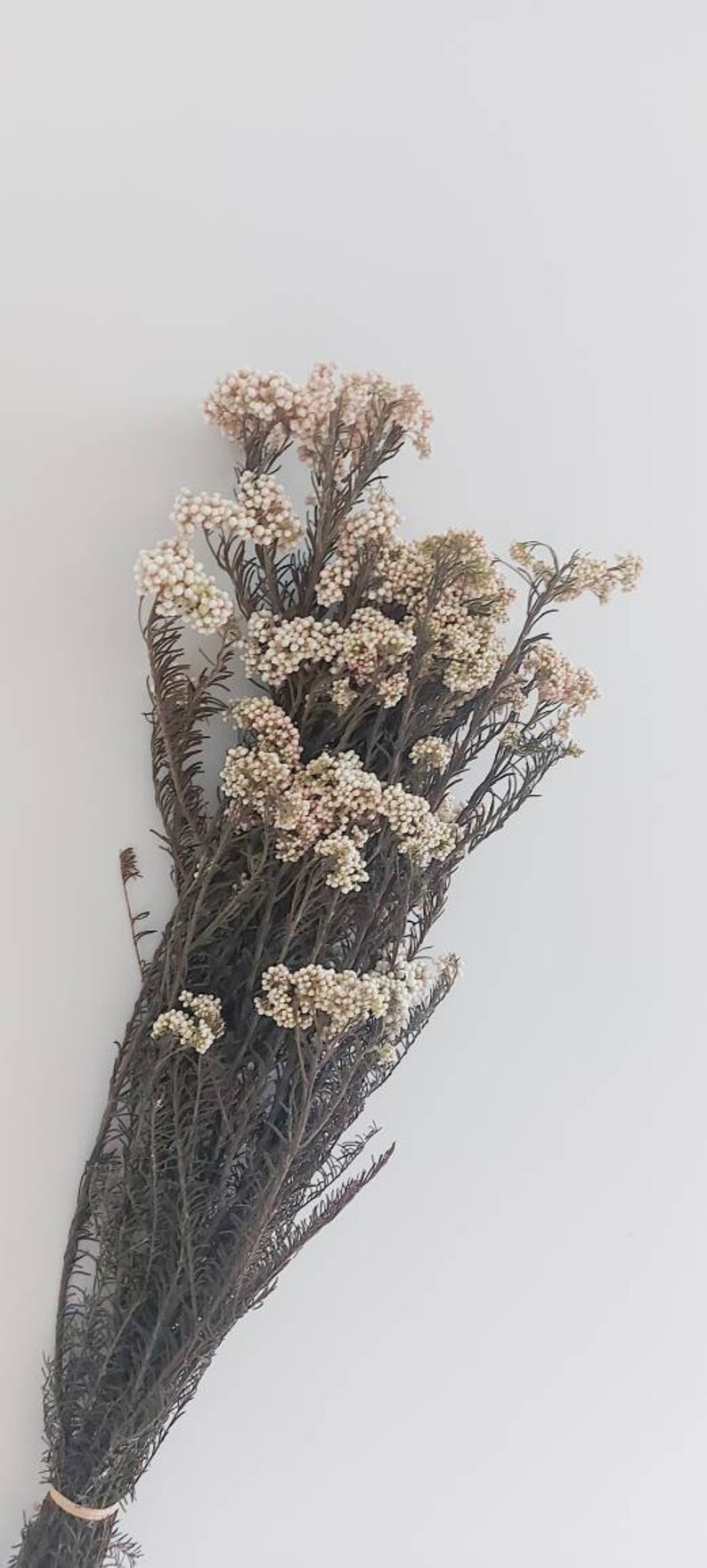 Preserved Pink Blush Rice Flower Flowers Dried Floral - Etsy