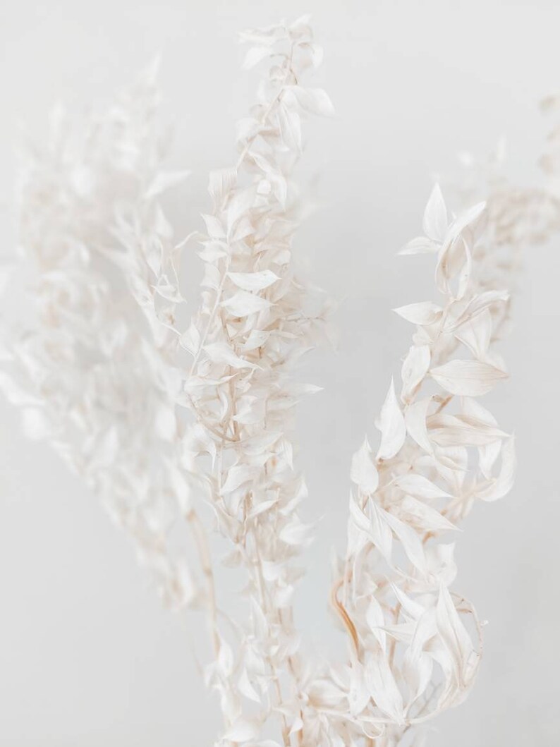 Off White Preserved Italian Ruscus Dried Filler Flowers | Etsy