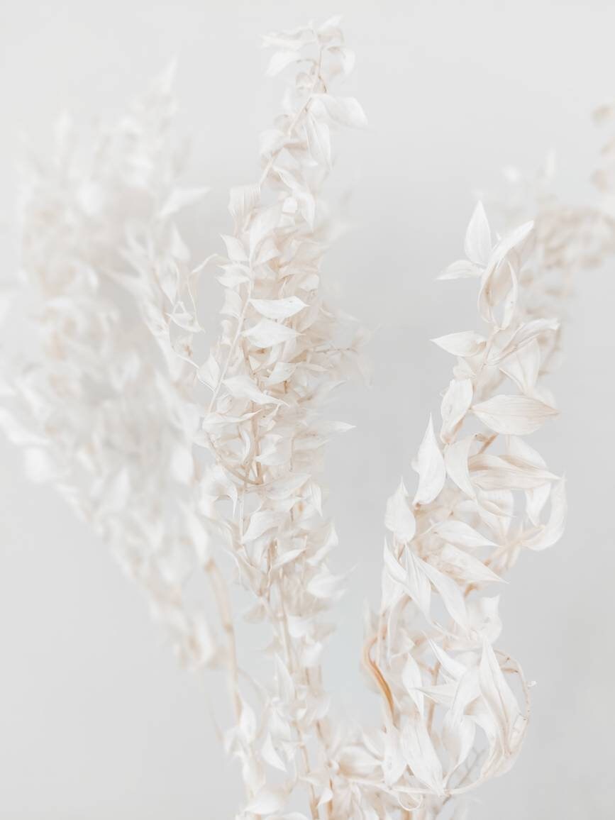 Off White Preserved Italian Ruscus Dried Filler Flowers | Etsy