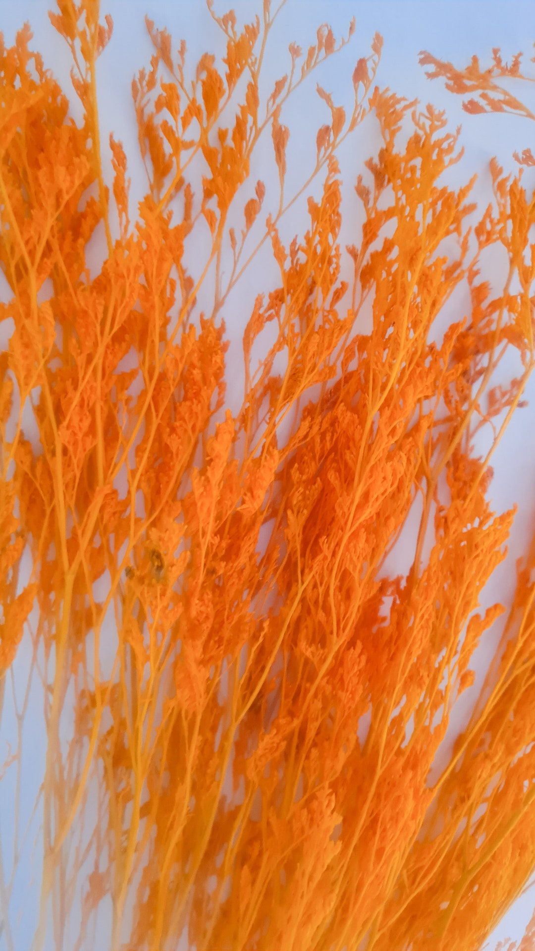 Preserved Orange Limonium Caspia Misty Sea-lavender Flowers Dried ...