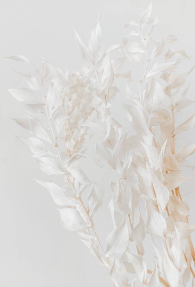 Off White Preserved Italian Ruscus Dried Filler Flowers | Etsy