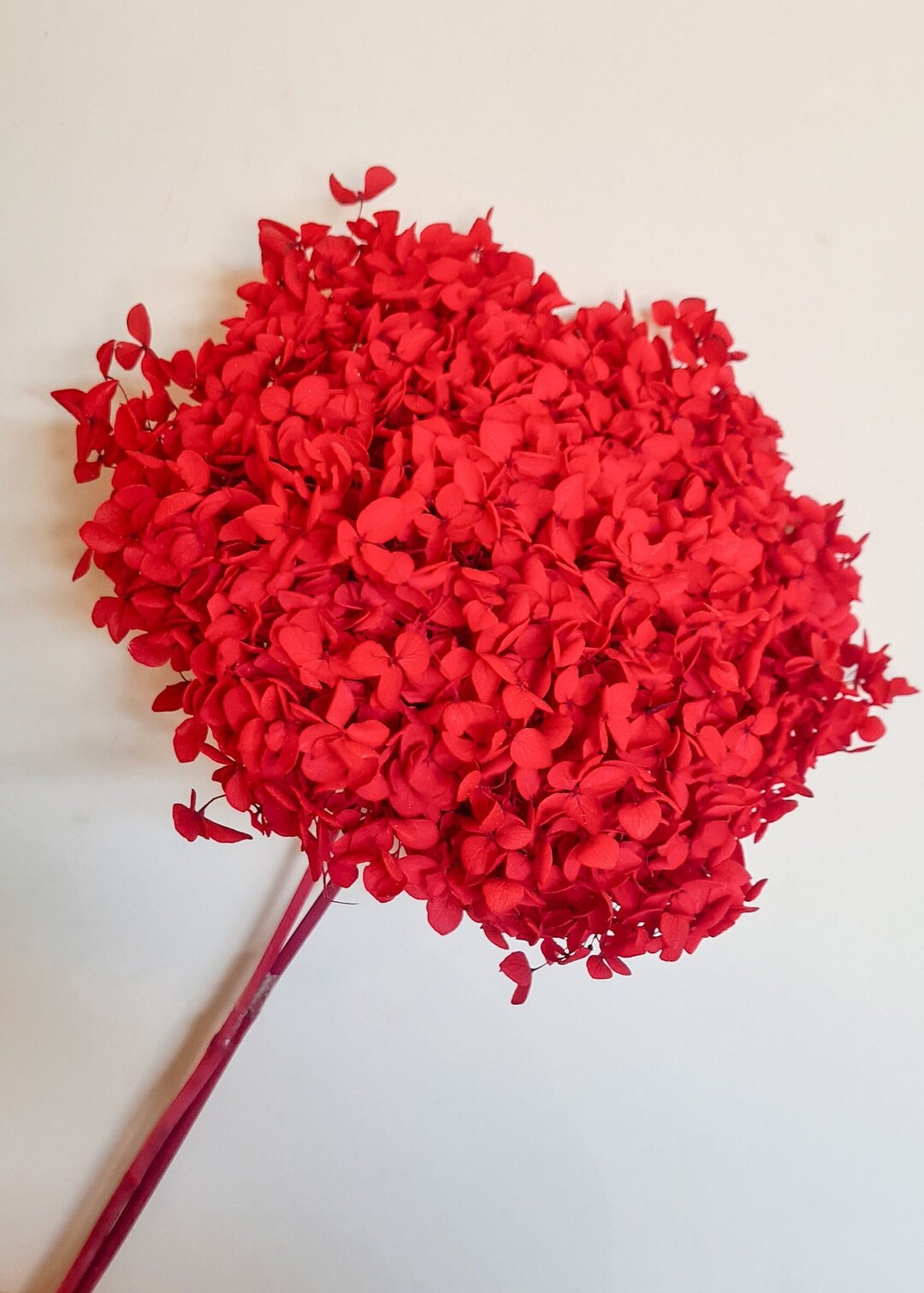 Red Preserved Hydrangea Stem Bunch Bouquet Dried Flowers Everlasting ...