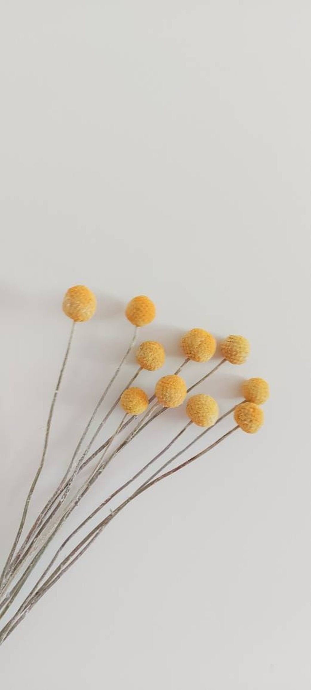 Dried Yellow Billy Buttons Preserved Flowers Billy Balls Woollyheads ...