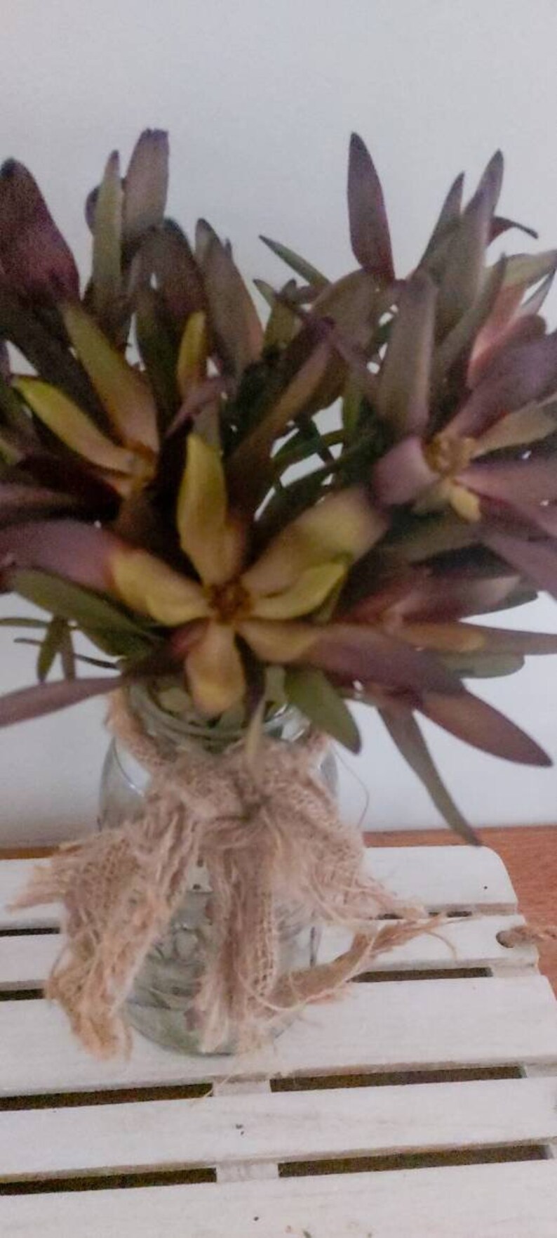 Dried Preserved Australian Native Leucadendron Silvan Reds - Etsy Australia