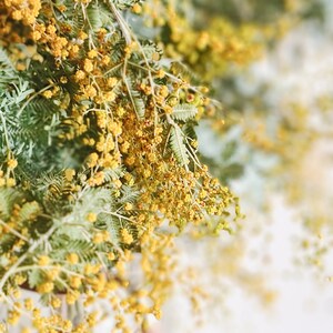 Dried Golden Yellow Wattle Flowers Blossom Natural Dried Bunch Posy ...