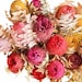 Natural Dried Banksia Baxteri Flowers Coloured Australian Native Flora ...
