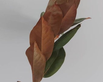 Magnolia Dried Flowers - Etsy