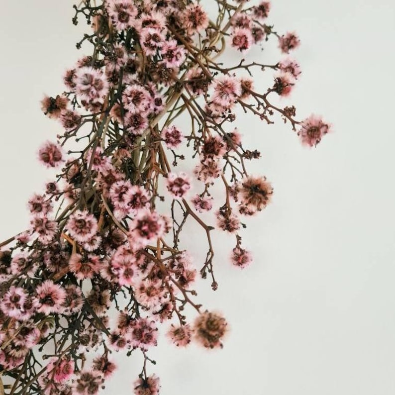 Pink Preserved Stirlingia Wreath Australian Native Flowers Easter ...