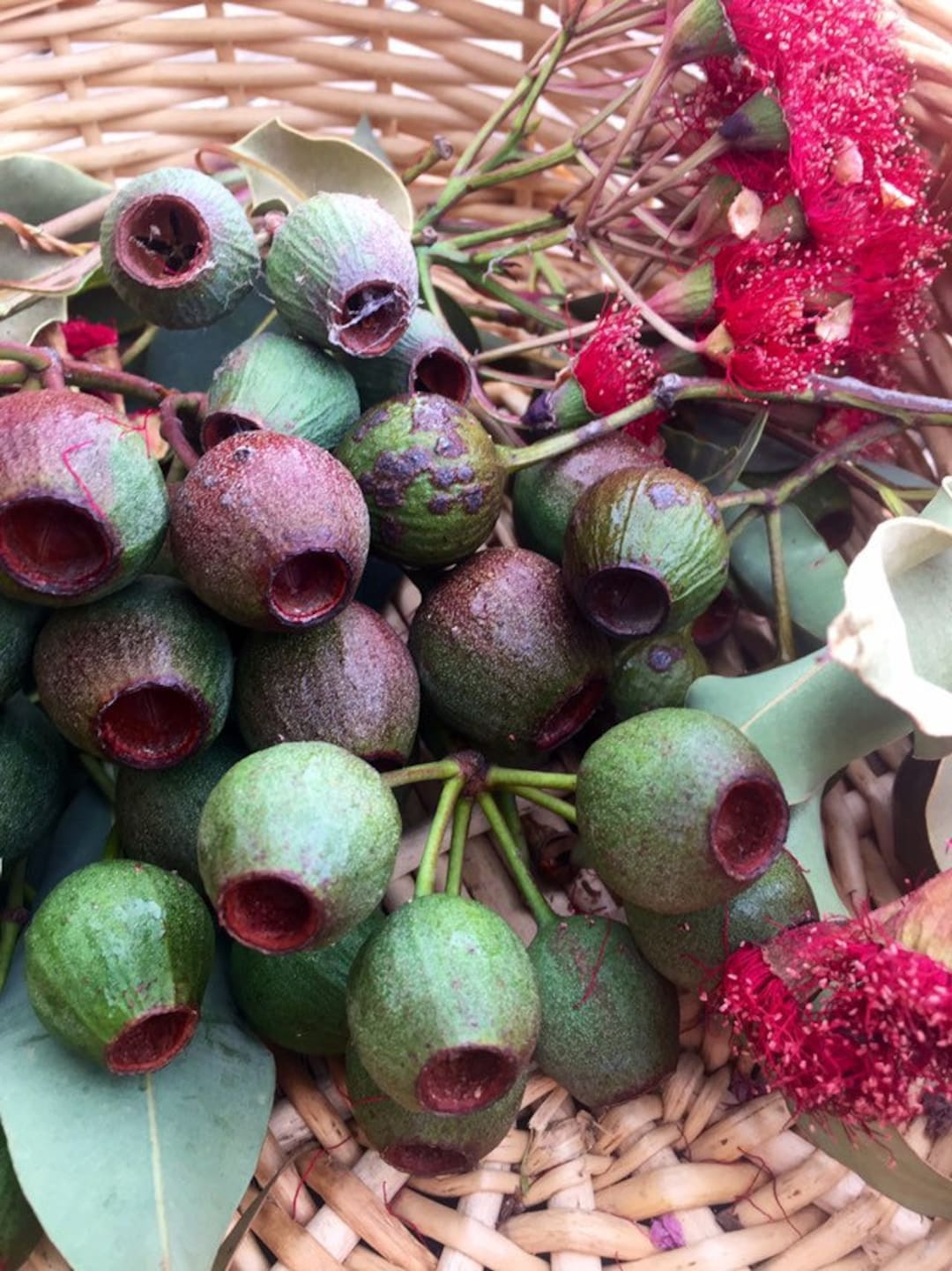 Natural Dried Large Gum Nuts Eucalyptus Foliage Florist Craft Supplies ...