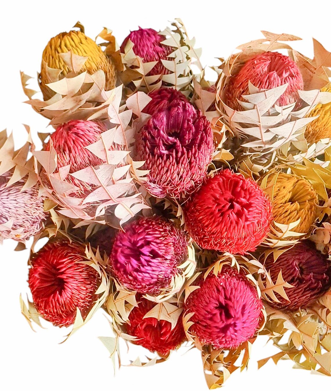 Natural Dried Banksia Baxteri Flowers Coloured Australian Native Flora ...