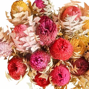 Natural Dried Banksia Baxteri Flowers Coloured Australian Native Flora ...