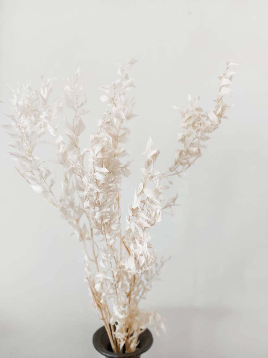 Off White Preserved Italian Ruscus Dried Filler Flowers | Etsy