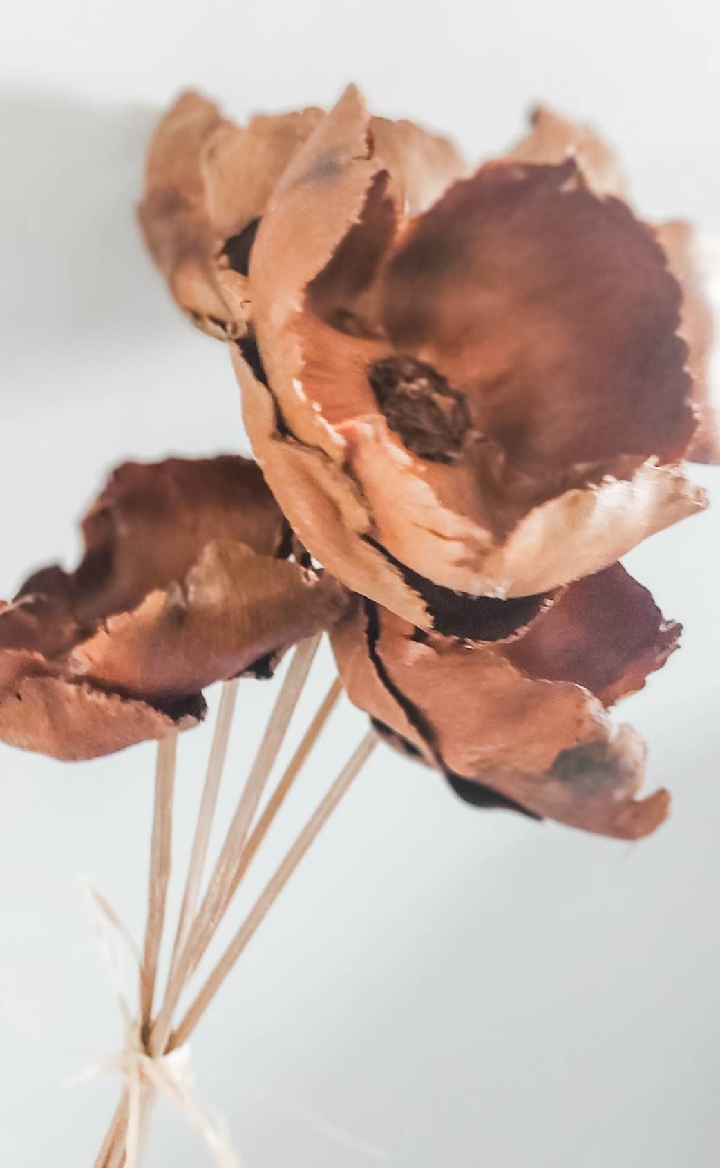 Brown Dried Palm Caps Stems Natural Materials Palms Flowers Preserved ...