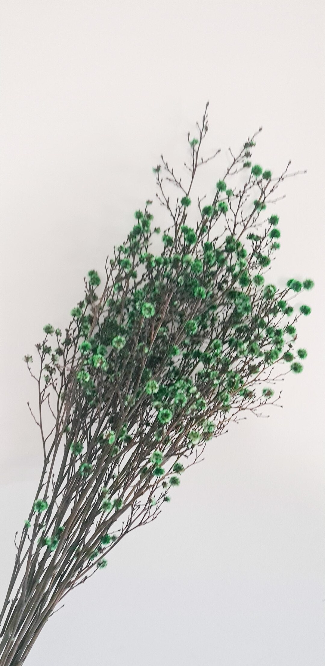 Green Stirlingia Flowers Preserved Strillingia Dried Flower Arrangement ...