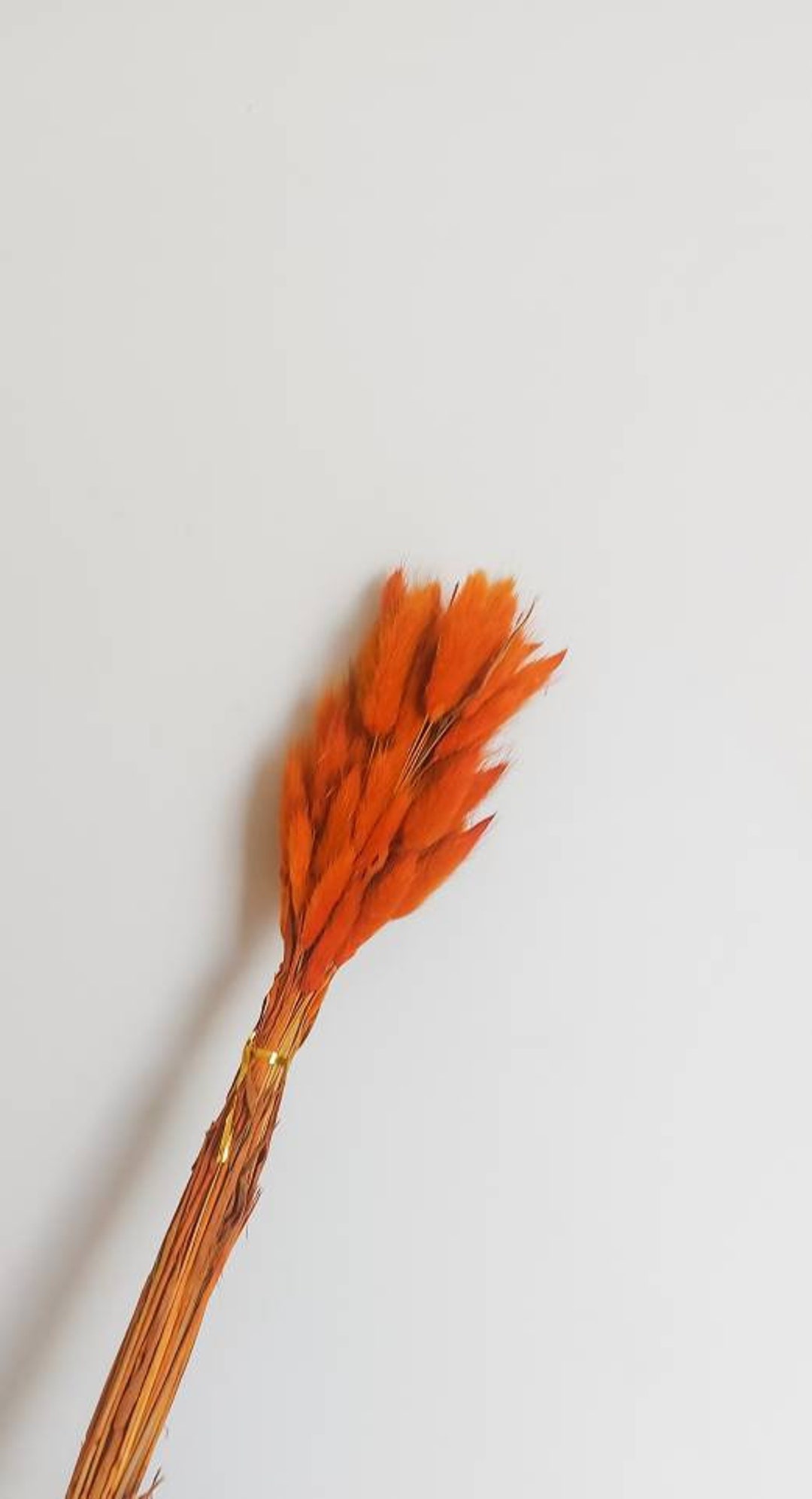Dried Orange Rust Bunny Tail Grass Preserved Bunnies Tails Flowers ...