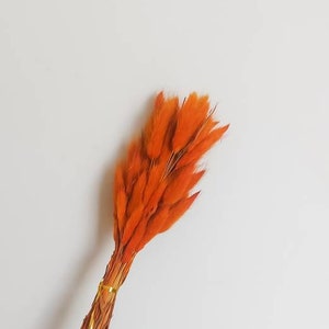 Dried Orange Rust Bunny Tail Grass Preserved Bunnies Tails | Etsy