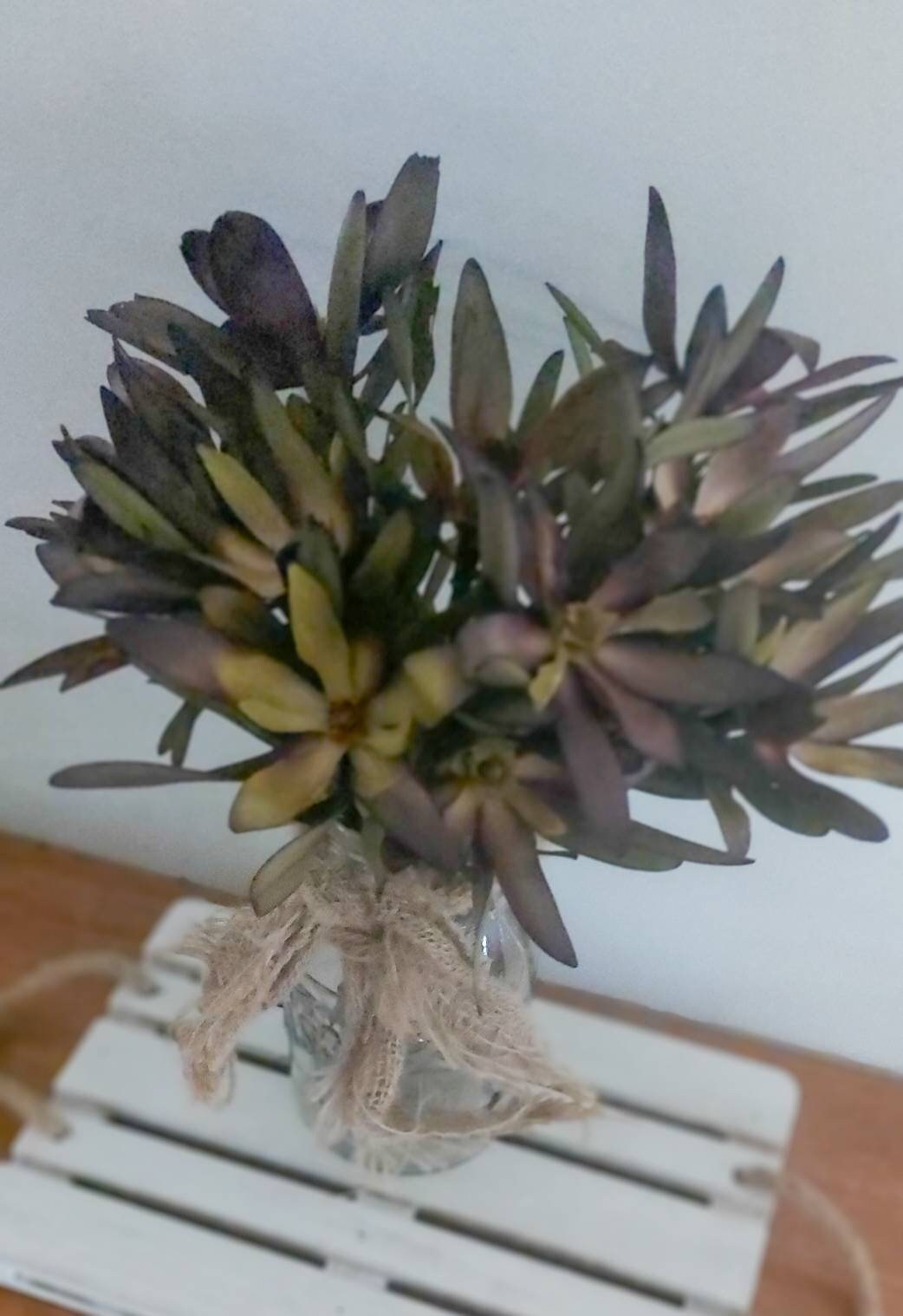 Dried Preserved Australian Native Leucadendron Silvan Reds - Etsy Australia