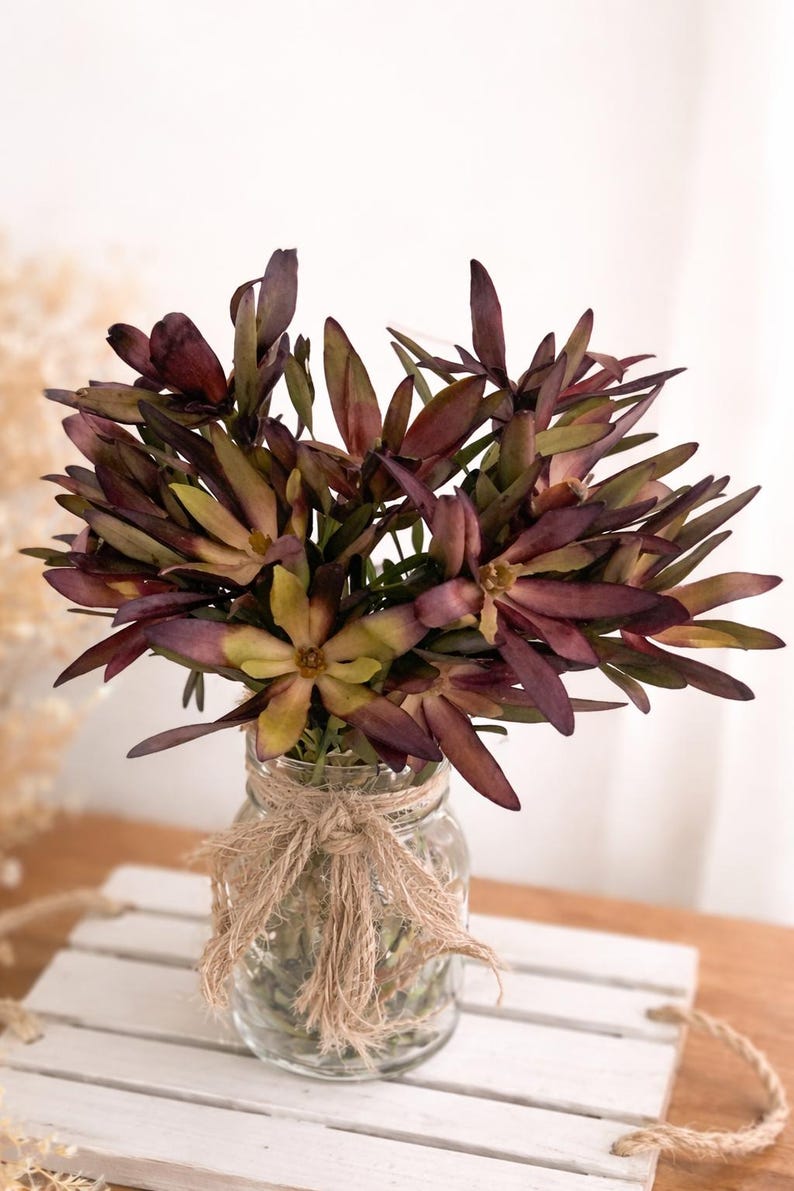 Dried Leucadendron Flowers Burgundy Silvan Reds Australian Native ...