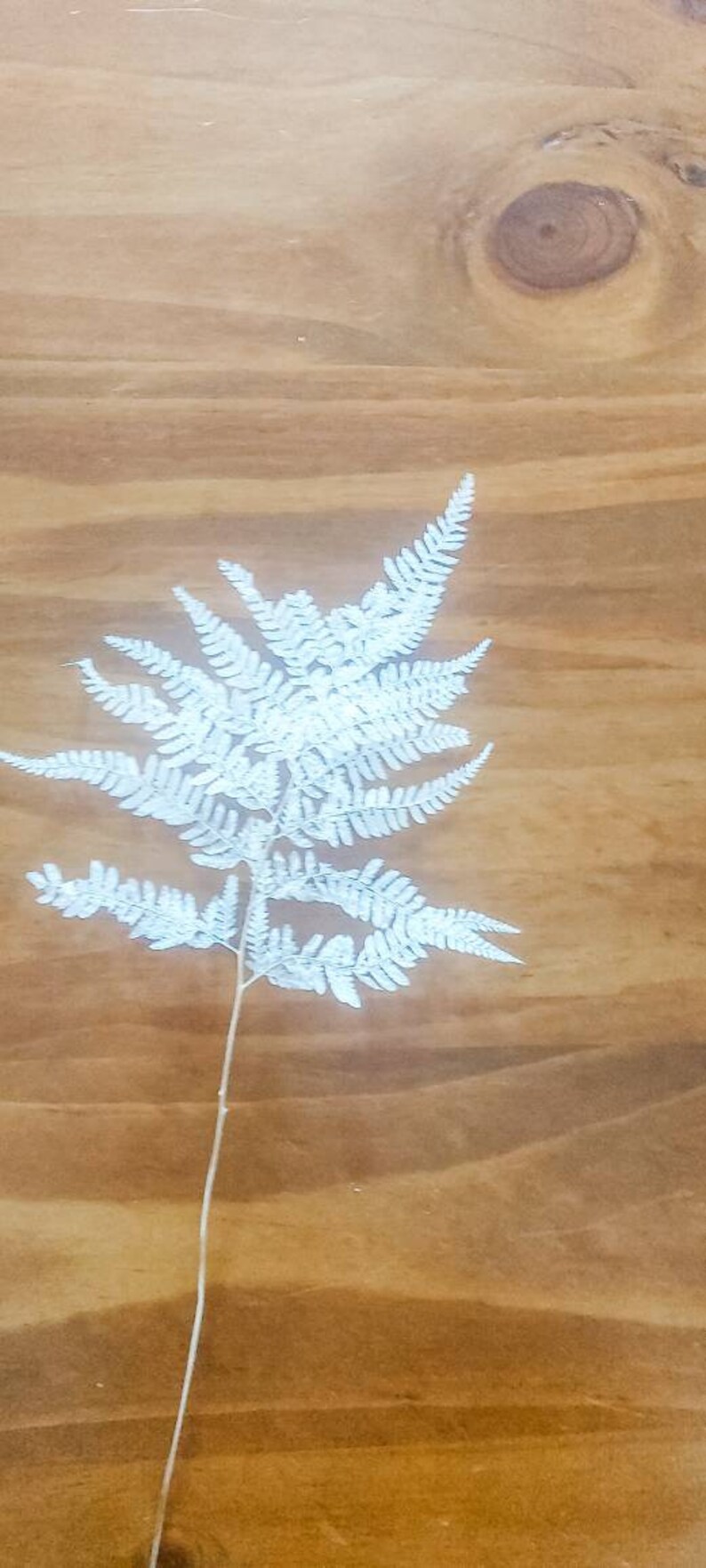 3 White Cream Preserved Mini Ferns Dried Flowers Natural | Etsy Australia