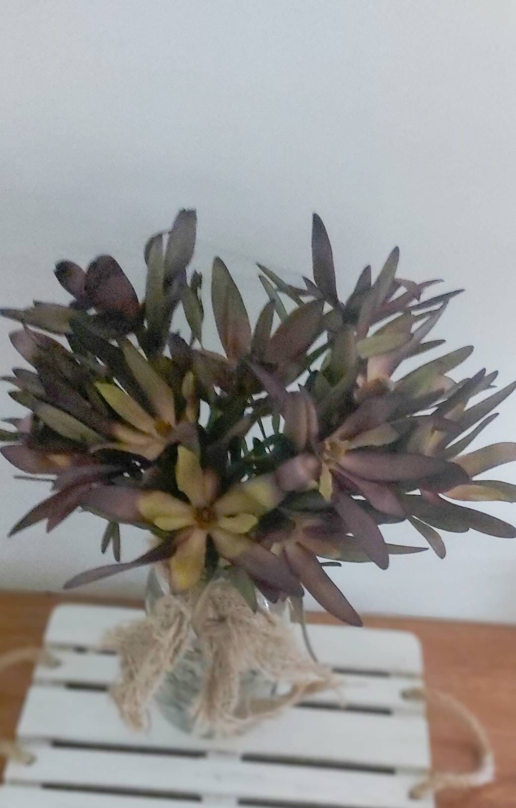 Dried Preserved Australian Native Leucadendron Silvan Reds - Etsy Australia