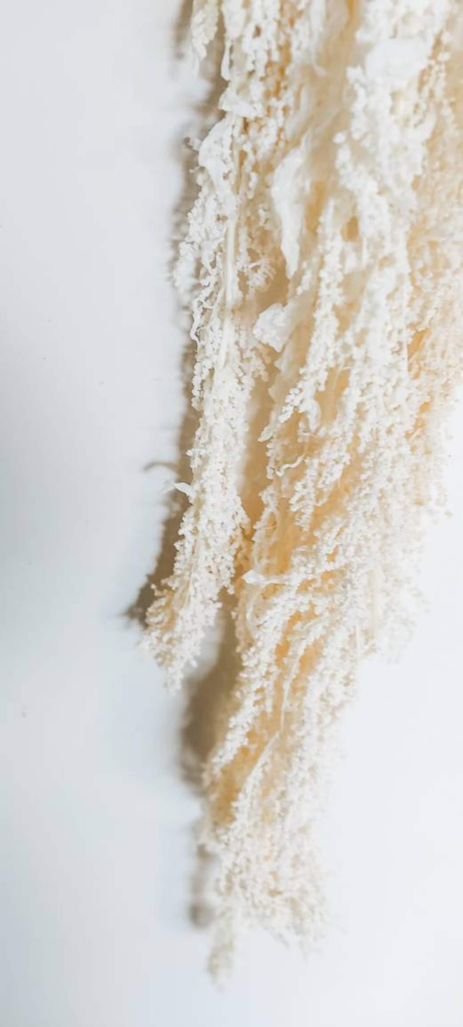 Preserved White Hanging Amaranthus Long Dried Flowers Stems Natural ...