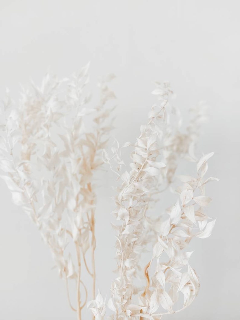Off White Preserved Italian Ruscus Dried Filler Flowers | Etsy