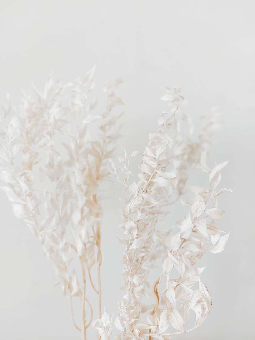 Off White Preserved Italian Ruscus Dried Filler Flowers | Etsy
