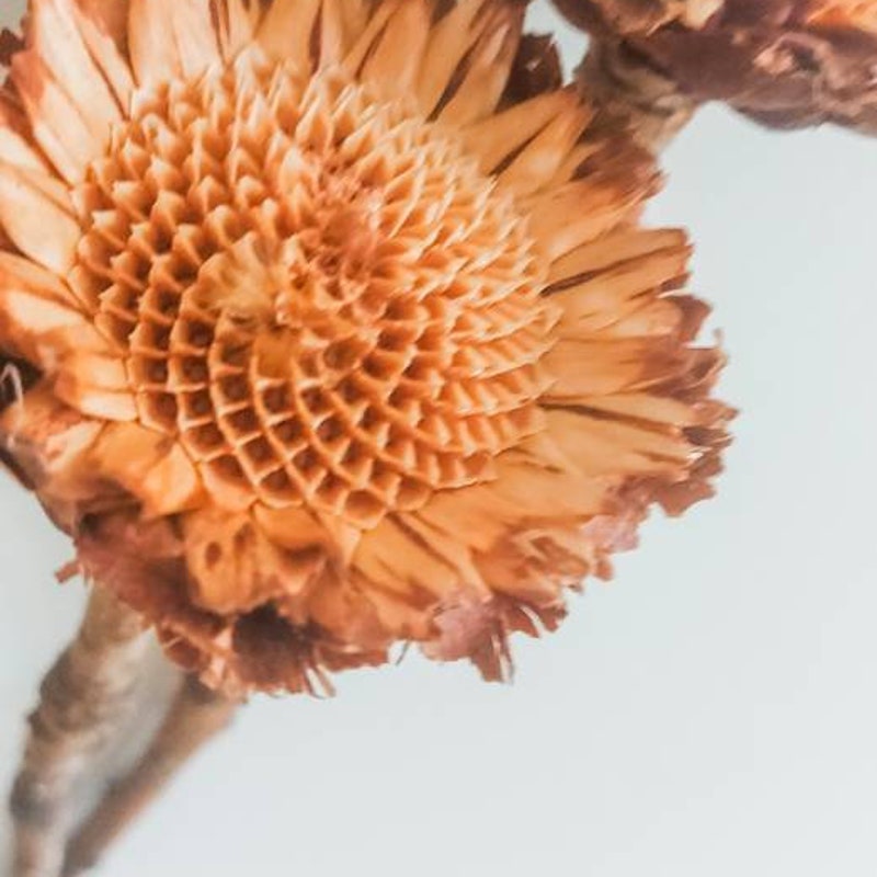 Native Rosette - Etsy