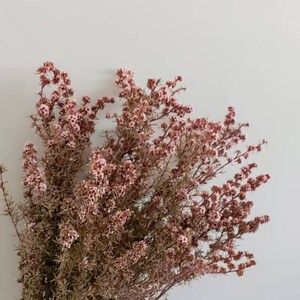 Light Pink Australian Dried Ti Tree Preserved Tea Tree Flowers ...