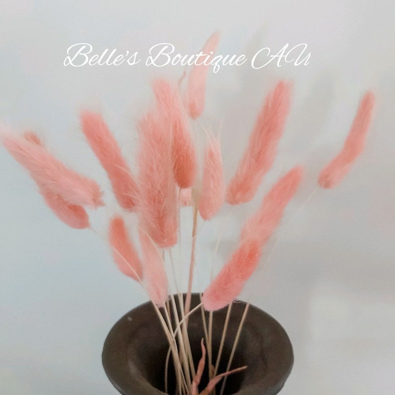 Dried Natural Pink Bunny Tail Grass Preserved Bunnies Tails | Etsy