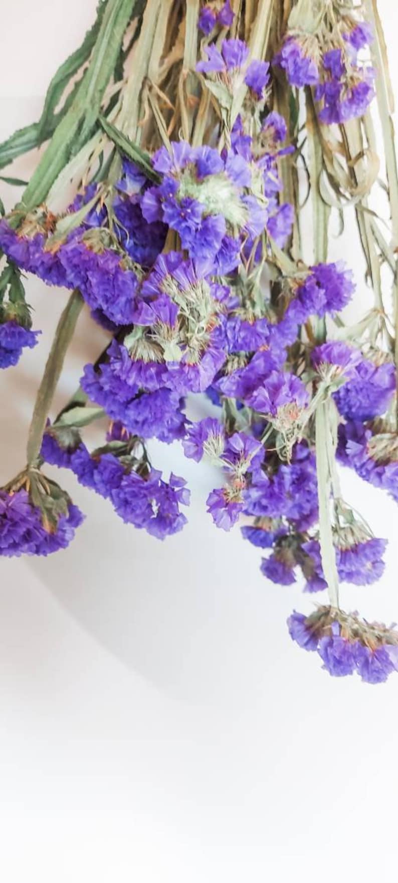 Dried Purple Statice Flowers Flora Natural Preserved Limonium Sea ...