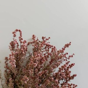 Light Pink Australian Dried Ti Tree Preserved Tea Tree Flowers ...