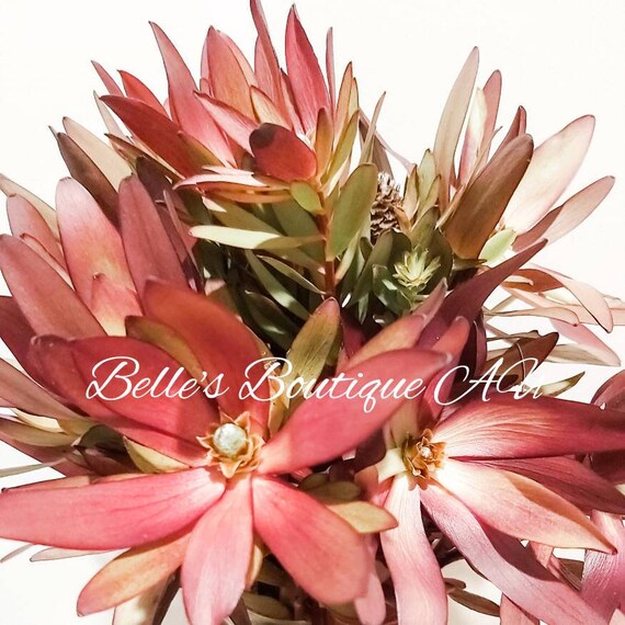 Dried preserved Australian Native Leucadendron silvan reds | Etsy