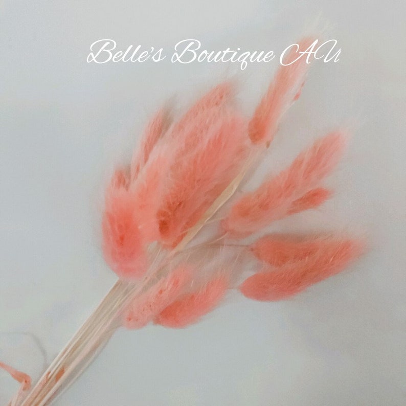 Dried Natural Pink Bunny Tail Grass Preserved Bunnies Tails | Etsy