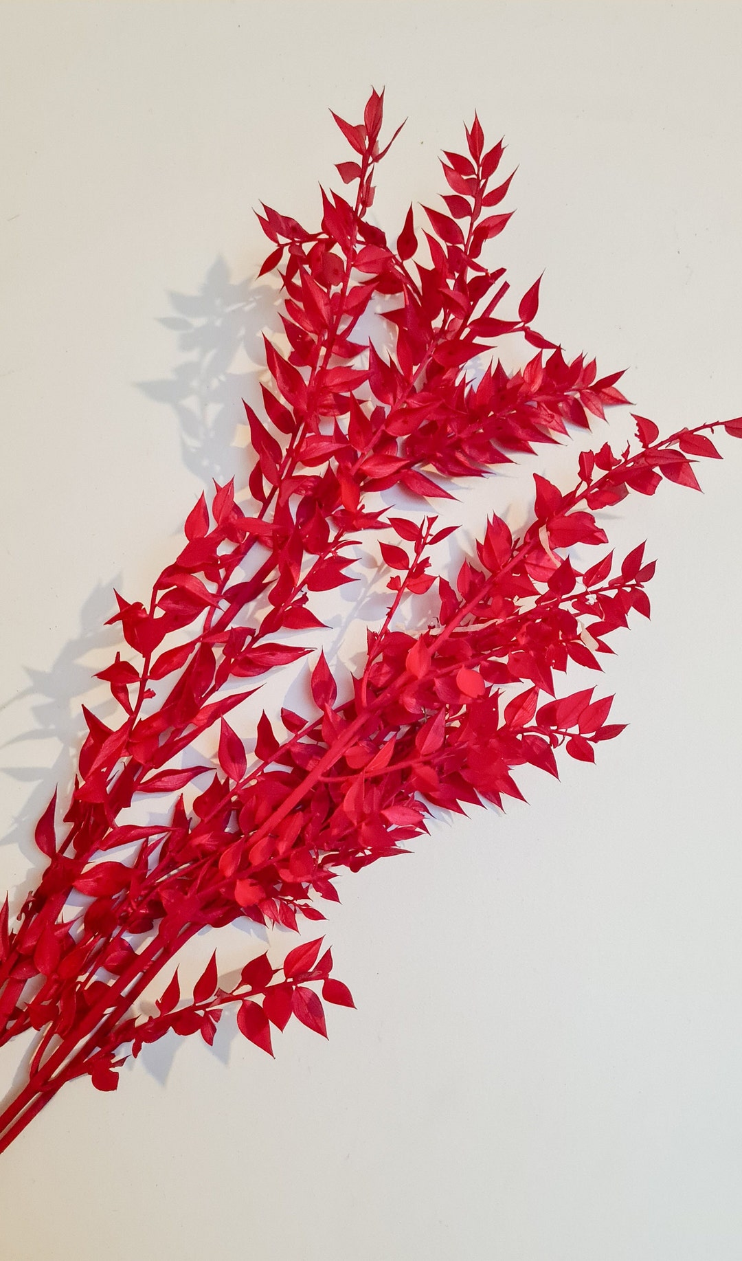 Red Preserved Italian Ruscus Dried Filler Flowers Foliage Natural ...