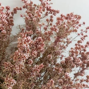 Light Pink Australian Dried Ti Tree Preserved Tea Tree Flowers ...