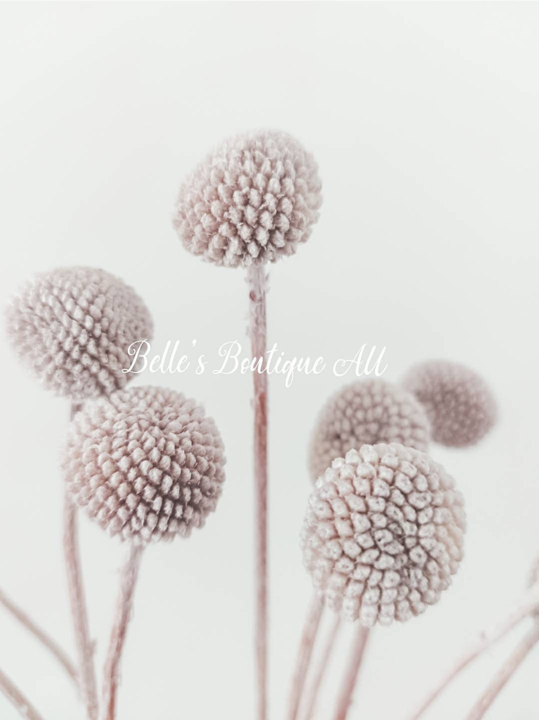 Grey Dried Preserved Billy Buttons Craspedia Flowers Gray Billy Balls ...