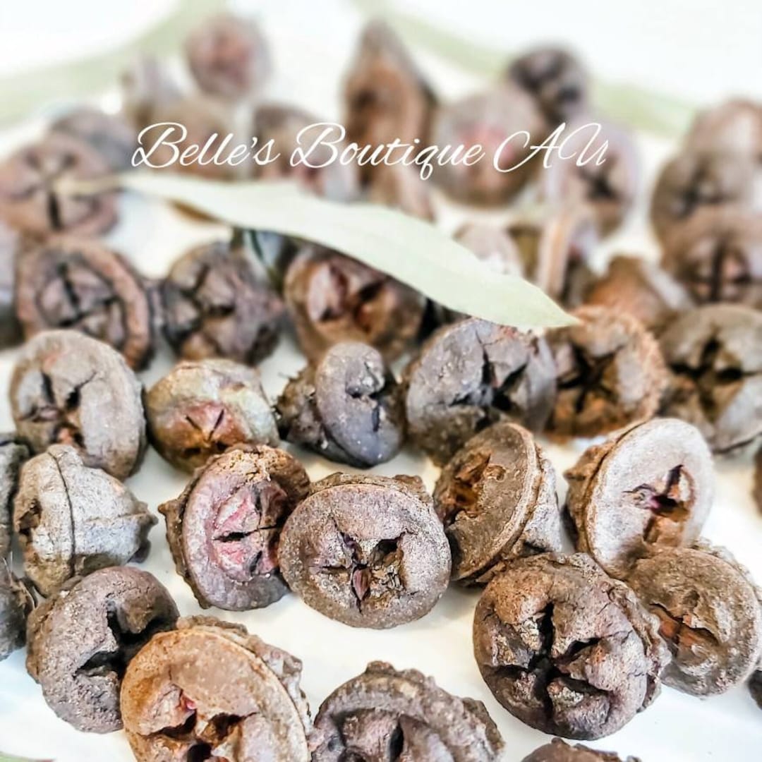 40 Natural Dried Large Gum Nuts Eucalyptus Globulus Florist Craft ...