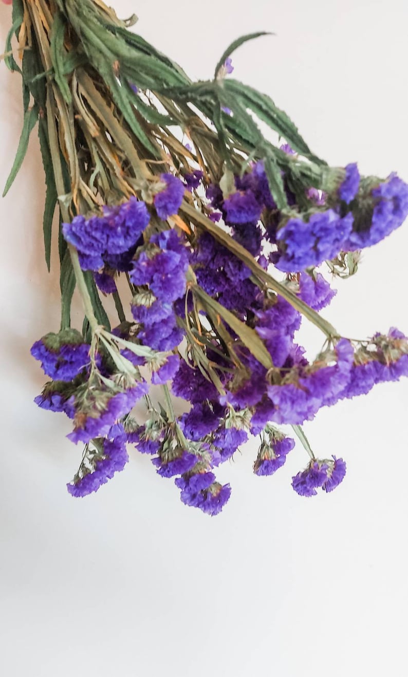 Dried Purple Statice Flowers Flora Natural Preserved Limonium Sea ...