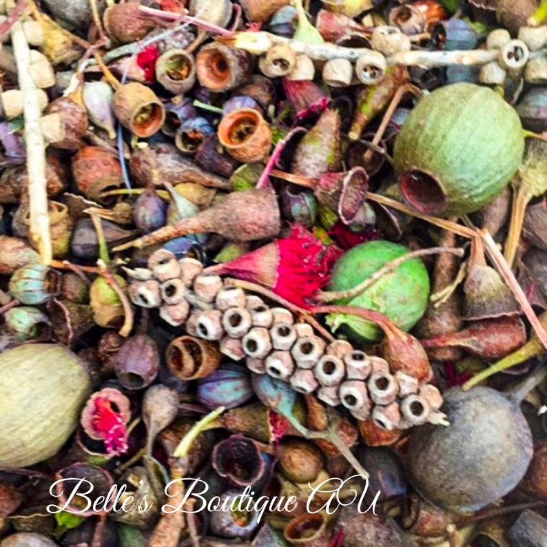 Natural Dried Gum Nuts Seed Pods Eucalyptus Australian Native - Etsy ...
